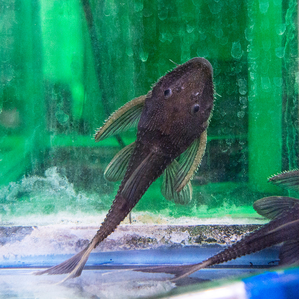 Pleco - Black Adonis L-155 4.5-5.5in – Carolina Aquatics