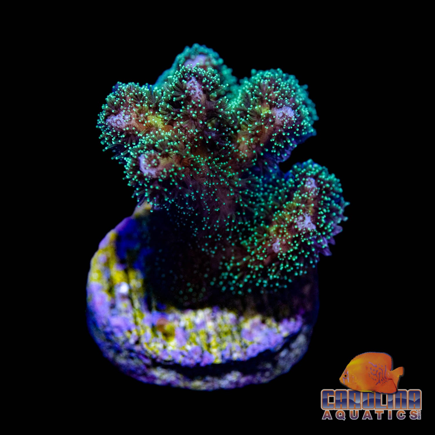 Coral Frags – Carolina Aquatics