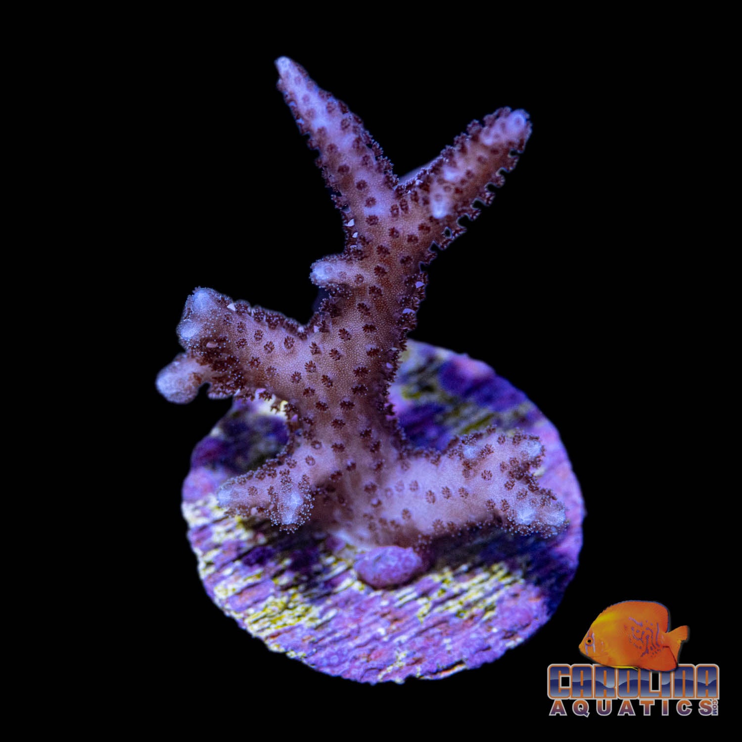 Coral Frags – Page 2 – Carolina Aquatics