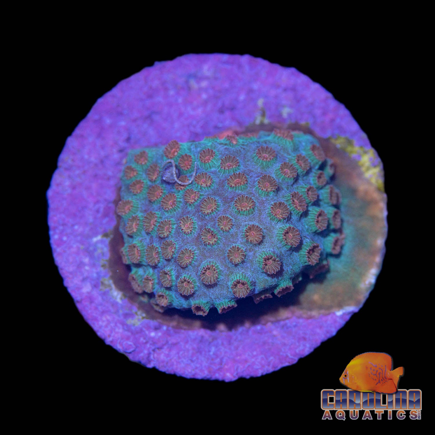 Coral Frags – Page 4 – Carolina Aquatics