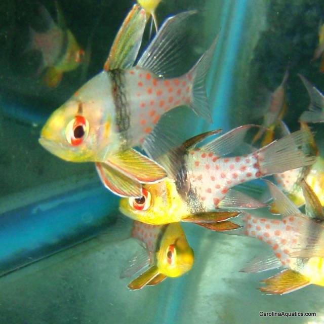 Cardinal - Pajama – Carolina Aquatics