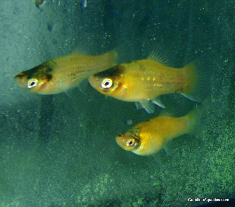 Invert - African Dwarf Frog – Carolina Aquatics