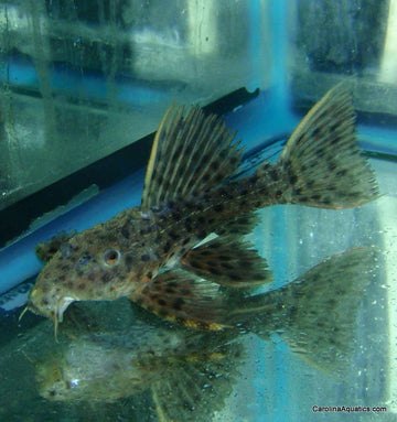 Weekly Specials – Carolina Aquatics