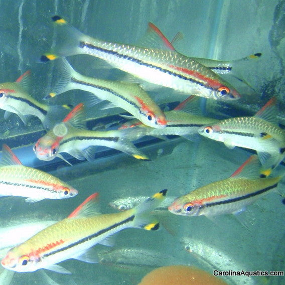Shark - Roseline 2in. – Carolina Aquatics