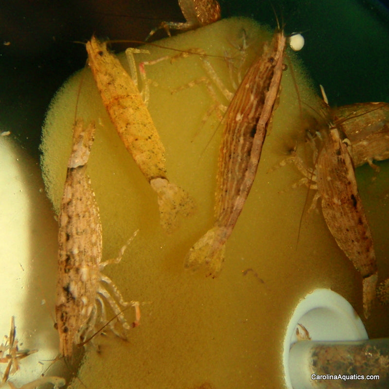Invert - Shrimp Bamboo (Flower) Lg – Carolina Aquatics