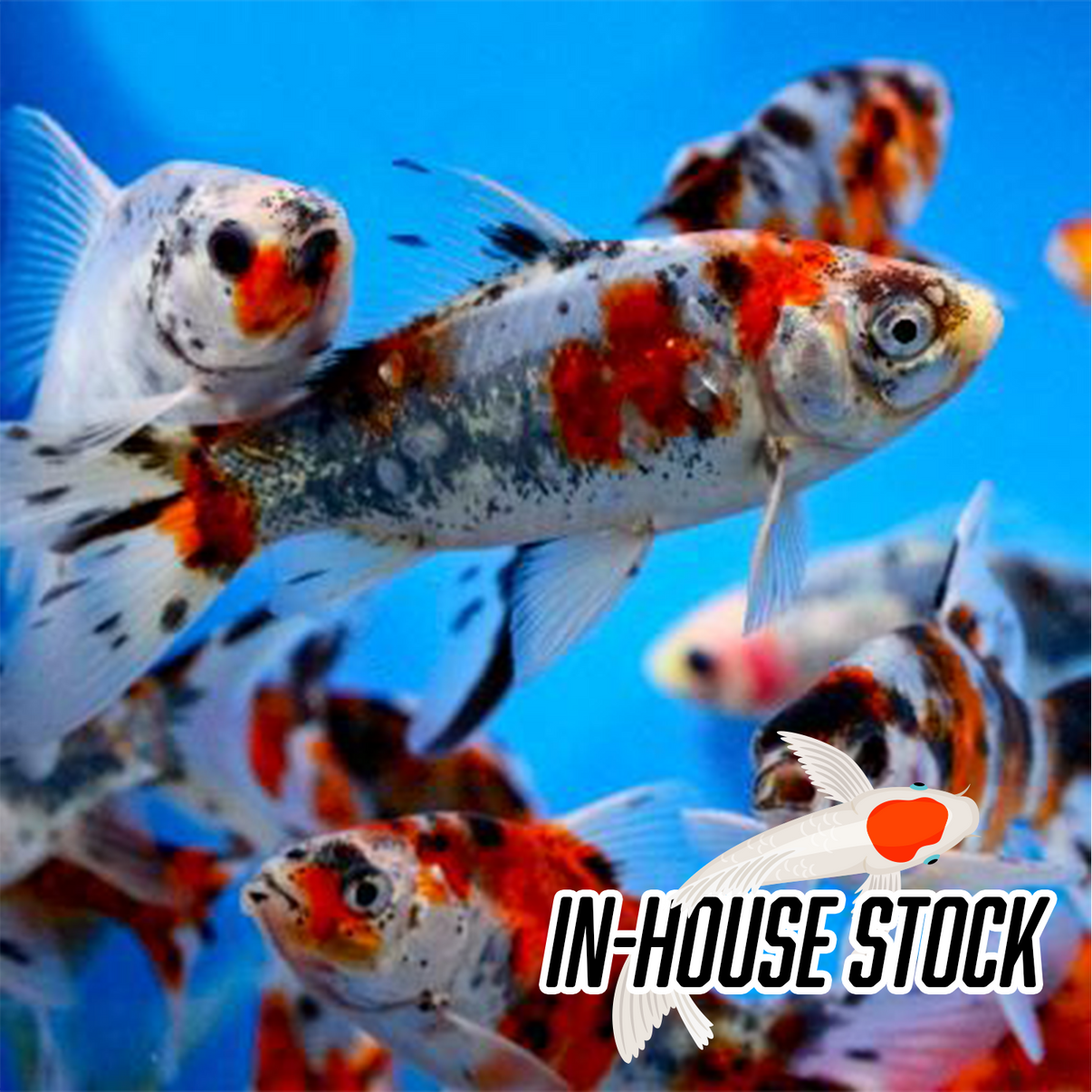 Goldfish - Shubunkin – Carolina Aquatics