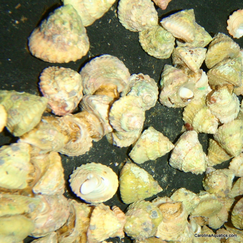 Snail - Astrea – Carolina Aquatics