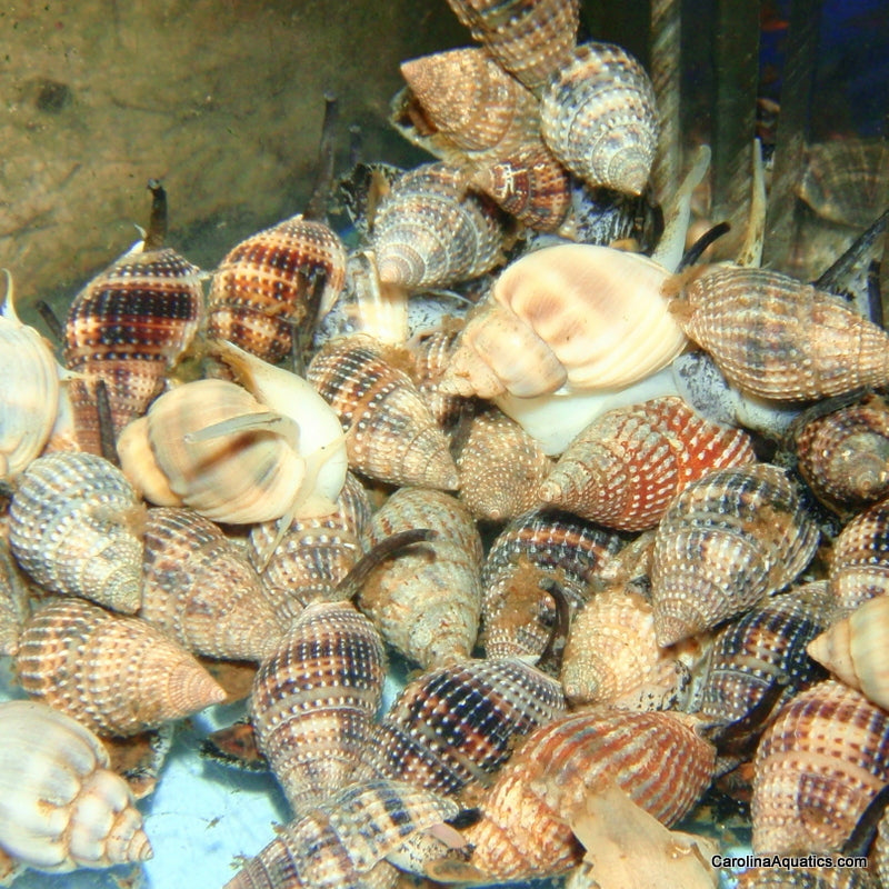 Snail - Nassarius Lg – Carolina Aquatics