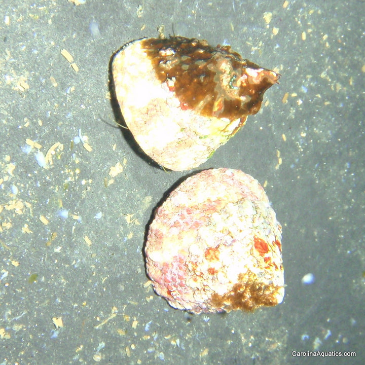 Saltwater Inverts – Carolina Aquatics