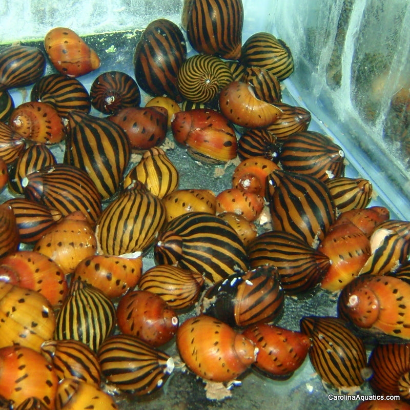 Invert - Snail Tiger and Zebra Nerite – Carolina Aquatics