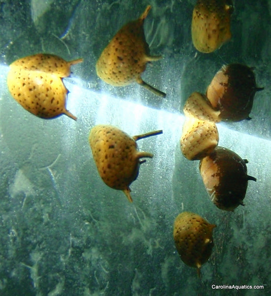 Invert - Snail Tri-Color Horned Nerite – Carolina Aquatics
