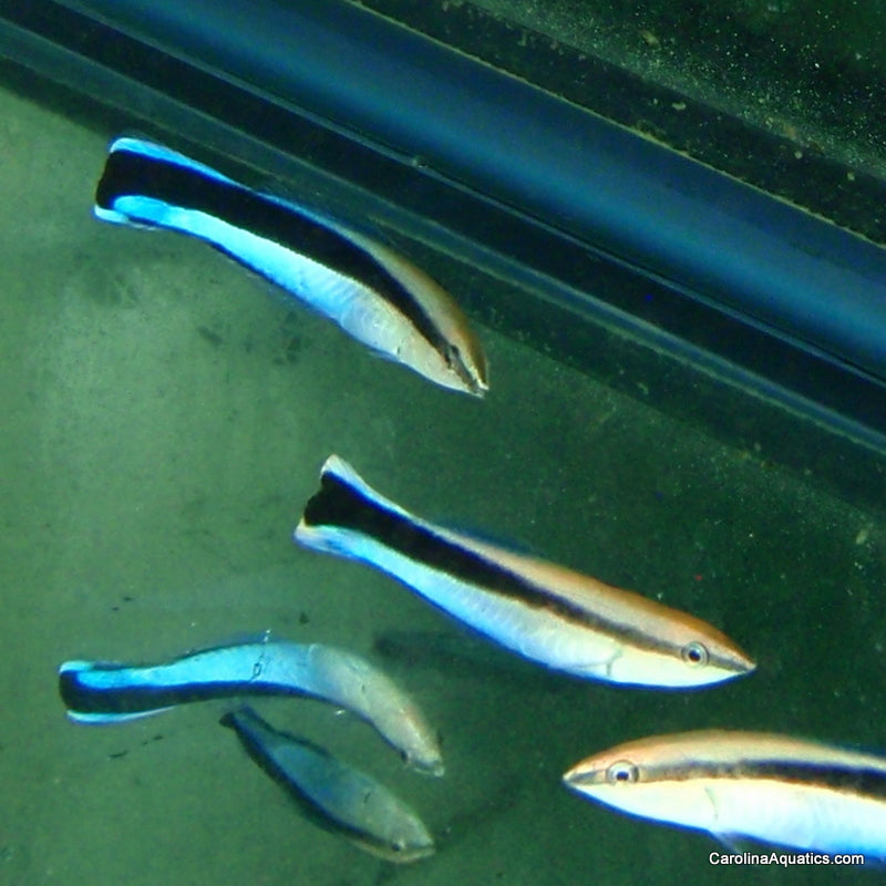 Wrasse - Cleaner – Carolina Aquatics