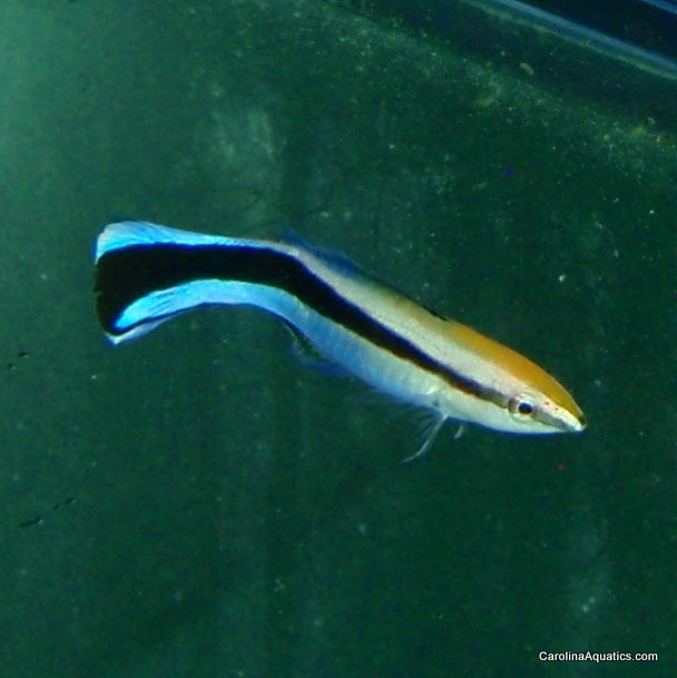 Wrasse - Cleaner – Carolina Aquatics