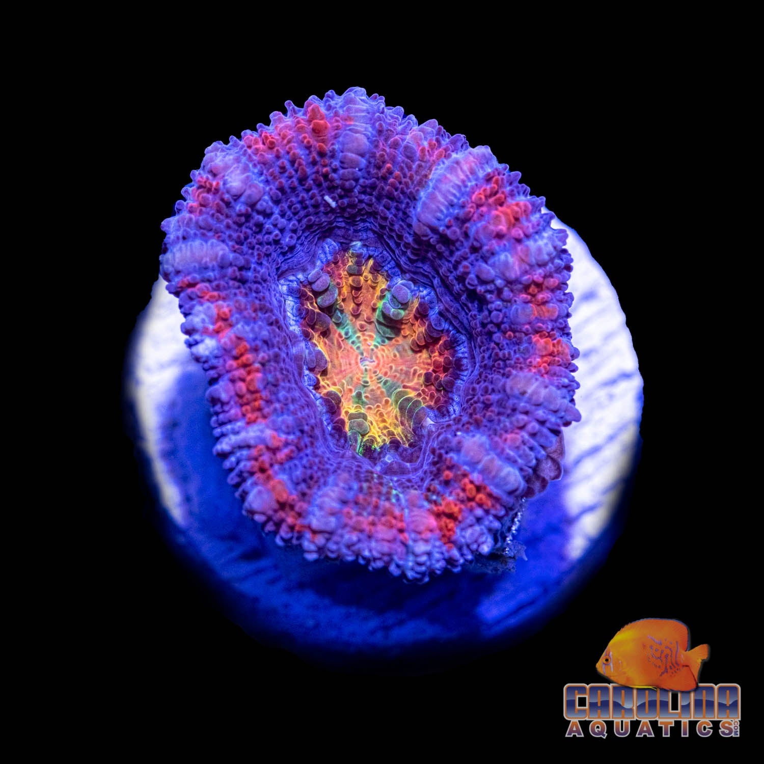 Coral Frags – Page 2 – Carolina Aquatics