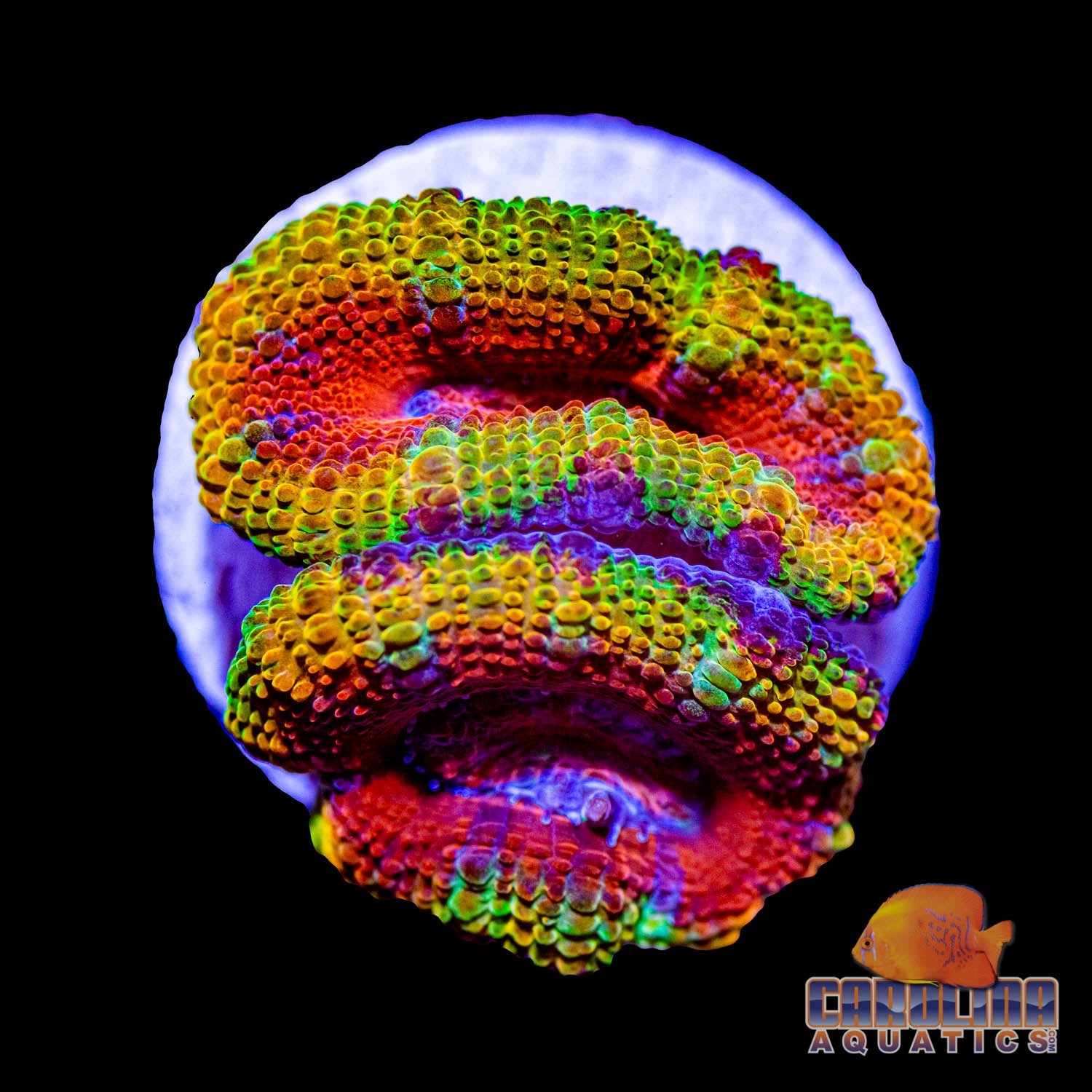 Coral Frags – Page 2 – Carolina Aquatics