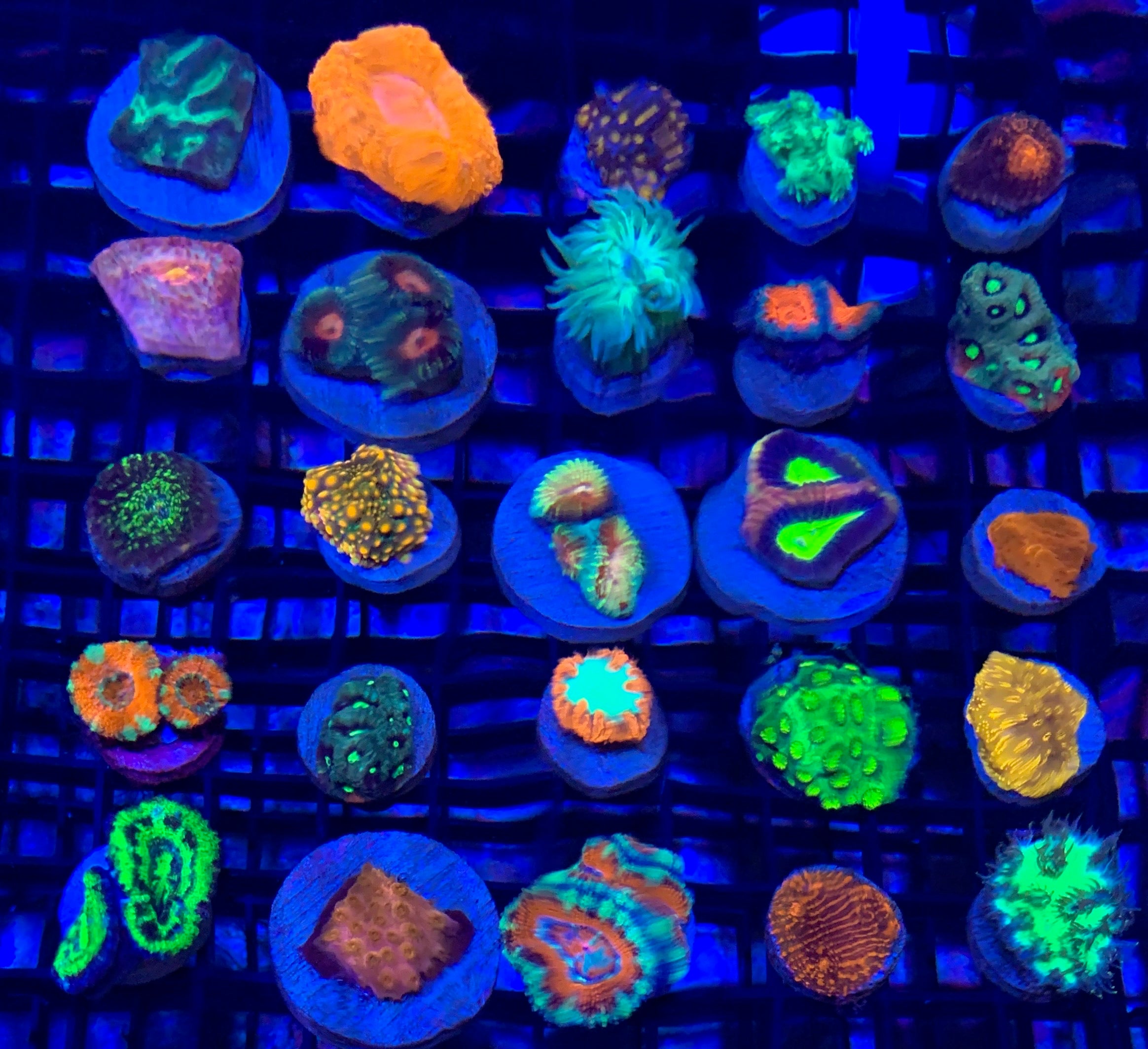 Coral Frags – Carolina Aquatics